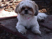 We Were Adopted from Shih Tzu Rescue, Inc.