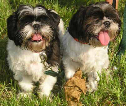 We Were Adopted from Shih Tzu Rescue, Inc.